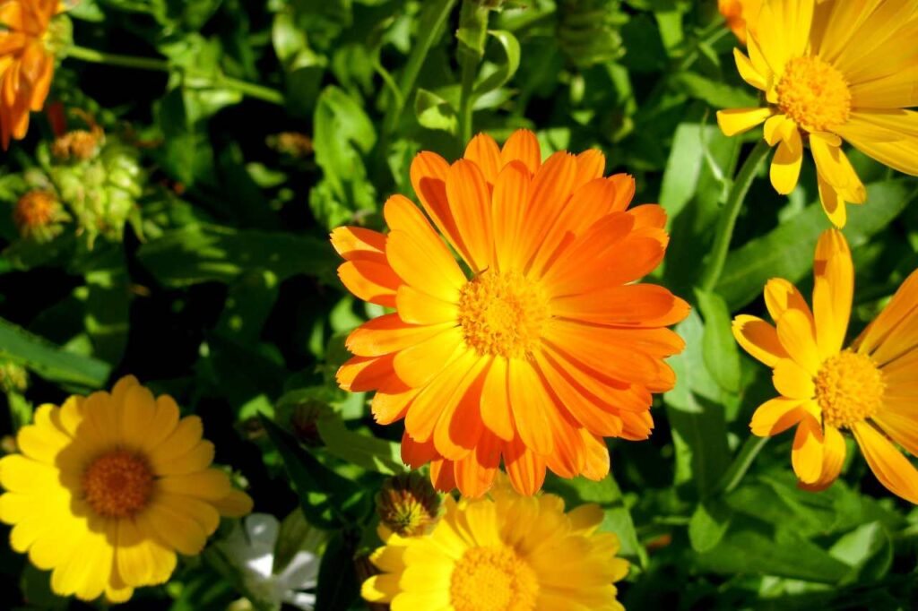 Beneficios y Usos de la Caléndula - LaHuMoSi Natural & Organic